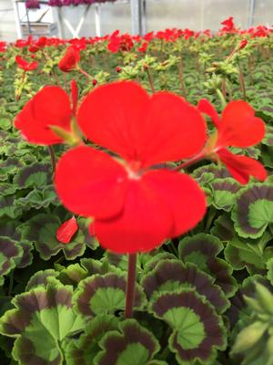 Geranium Pinto Premium 'Deep Red' from Babikow