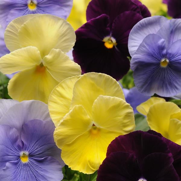 Pansy Matrix 'Tricolor Mix' from Babikow Wholesale Nursery