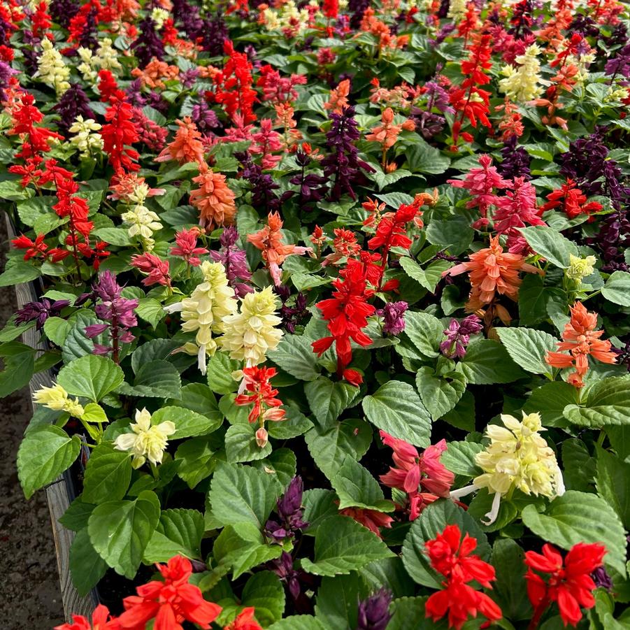 Salvia Vista 'Mix' from Babikow Wholesale Nursery