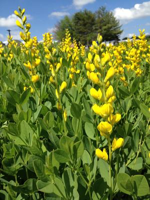 Baptisia sph. 'Screaming Yellow' Yellow Wild Indigo from Babikow
