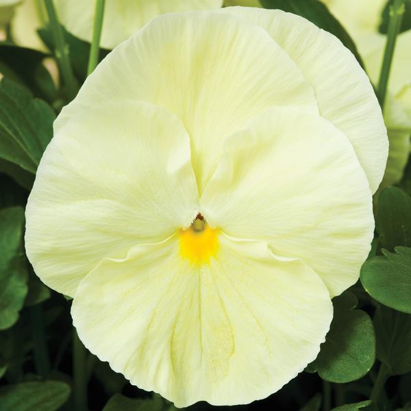 Pansy Delta 'Pure Primrose' from Babikow Pansy Delta 'Pure Primrose' from Babikow