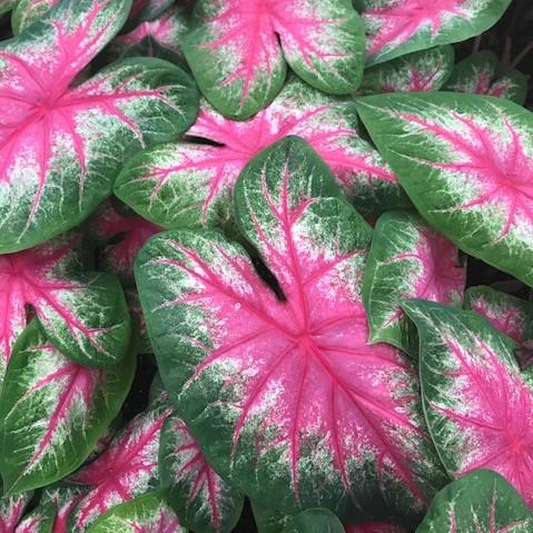 Caladium 'Rosebud' from Babikow Wholesale Nursery