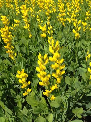 Baptisia sph. 'Screaming Yellow' Yellow Wild Indigo from Babikow