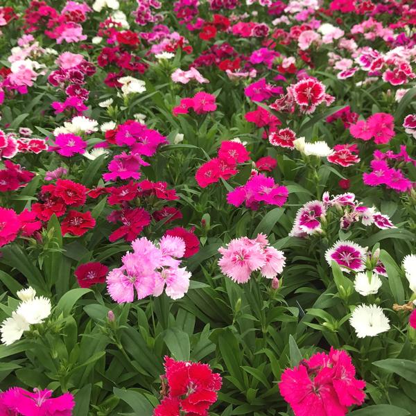 Picture Dianthus Select Mix